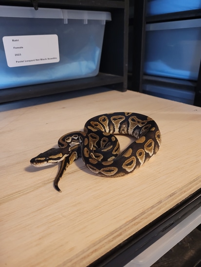 Black Head Het Genetic Stripe Het Clown Ball Python by Sugar Hill Ball Pythons