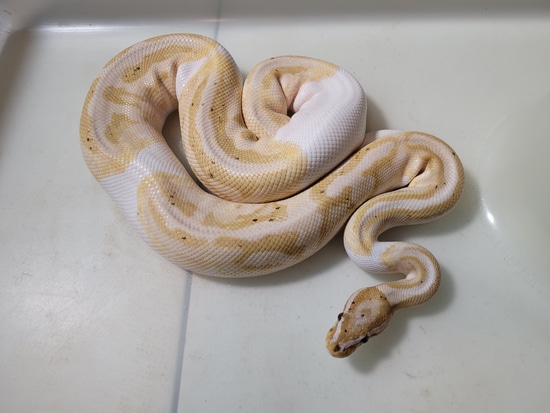 Banana Piebald Ball Python by Sugar Hill Ball Pythons