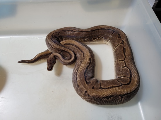 Enchi Leopard Pinstripe Ball Python by Sugar Hill Ball Pythons