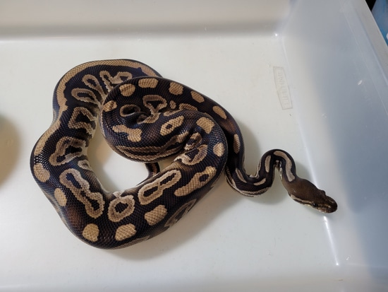 Black Pastel Het Piebald Ball Python by Sugar Hill Ball Pythons