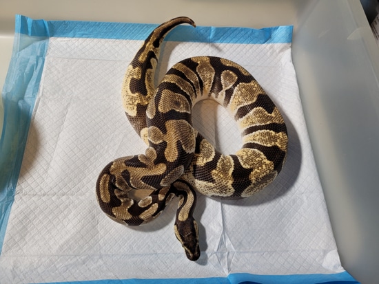 Enchi Orange Dream Ball Python by Sugar Hill Ball Pythons