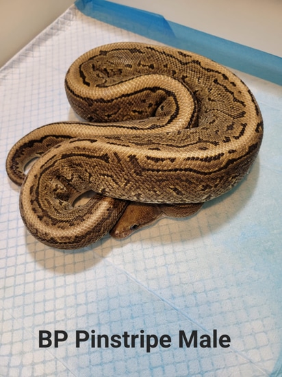 Black Pastel Pinstripe Ball Python by Sugar Hill Ball Pythons