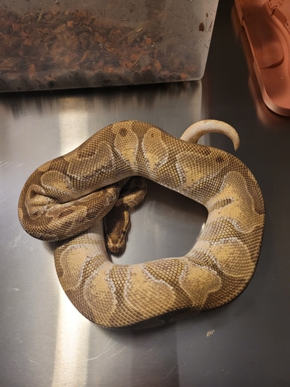 Enchi Lesser RTB Male Ball Python by Sugar Hill Ball Pythons