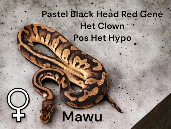 Pastel Black Head Red Gene Het Clown Pos Het Hypo Ball Python by Sugar ...