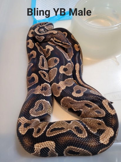 Bling Yellow Belly - Free Shipping!! Ball Python by Sugar Hill Ball Pythons