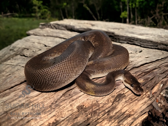 Super Cinnamon Proven Breeder Male With Free Shipping Ball Python by Sugar Hill Ball Pythons
