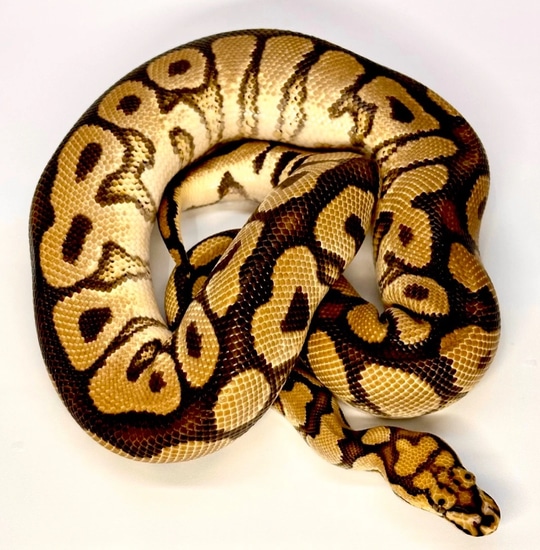 Orange Dream Spotnose Clown Ball Python by Sugar Hill Ball Pythons