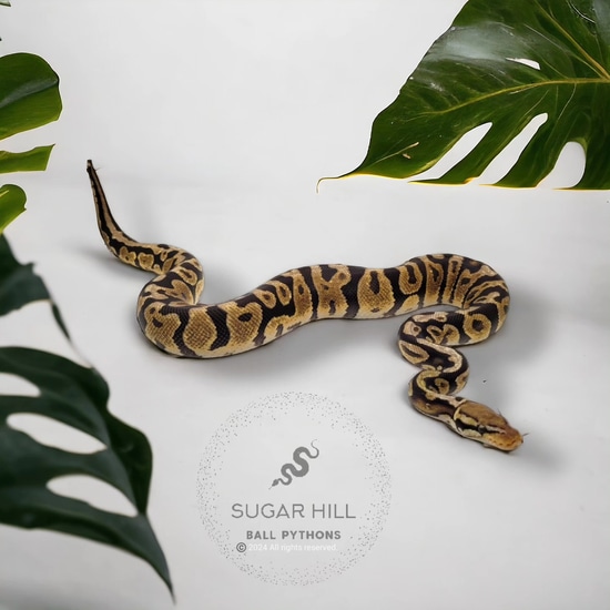Pastel Chocolate Spotnose Het Hypo Het Desert Ghost *RTB* Ball Python by Sugar Hill Ball Pythons