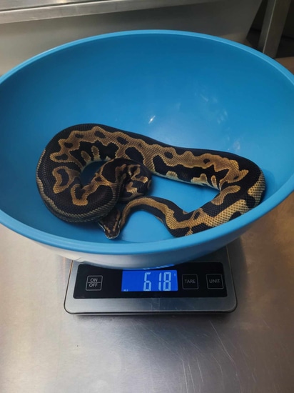 Leopard Het Clown Het Desert Ghost Ball Python by Sugar Hill Ball Pythons