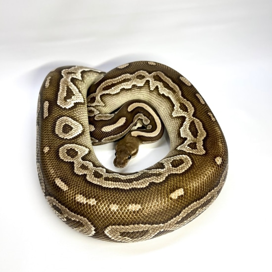 Black Pastel Mojave Het Albino - RTB Female Proven Breeder Ball Python ...