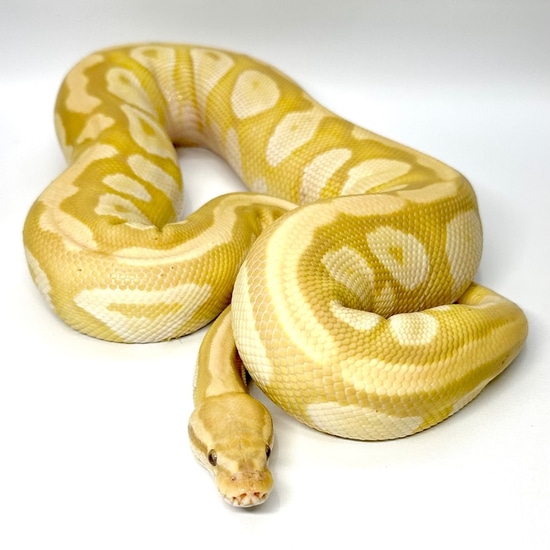 Candino Mojave Proven Breeder Female Ball Python by Sugar Hill Ball Pythons