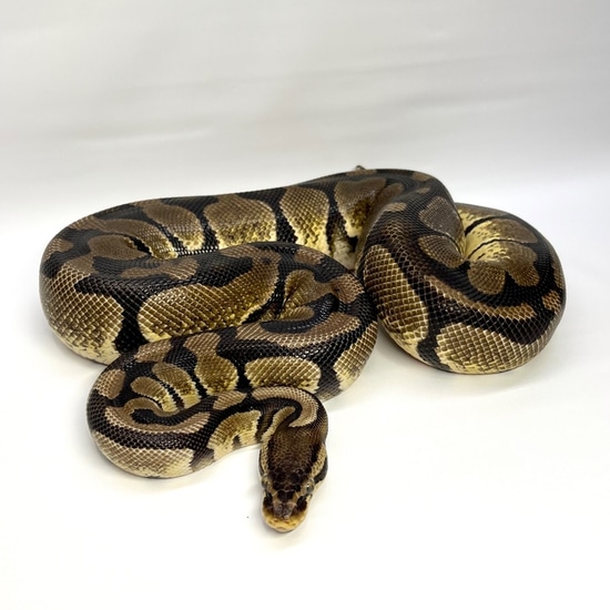 Orange Dream Pastel Het Piebald - Proven Breeder And RTB Ball Python by Sugar Hill Ball Pythons