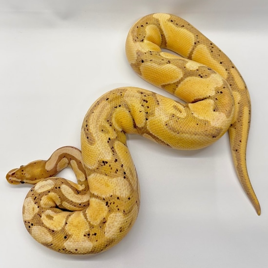 Banana Yellow Belly Ball Python by Sugar Hill Ball Pythons