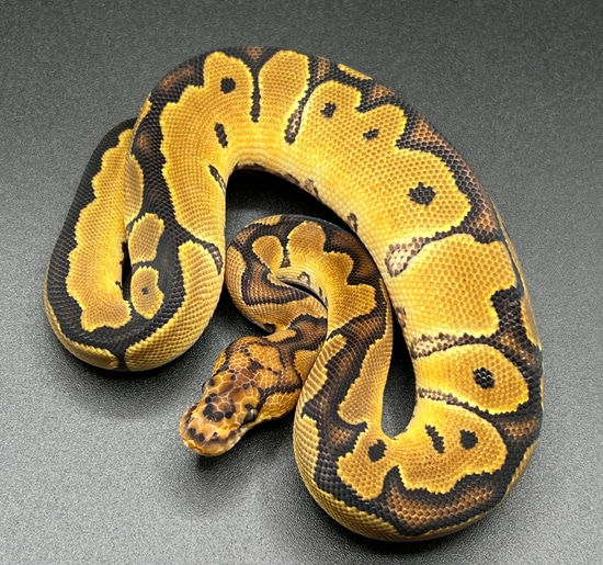 Clown Het Desert Ghost Ball Python by Sugar Hill Ball Pythons