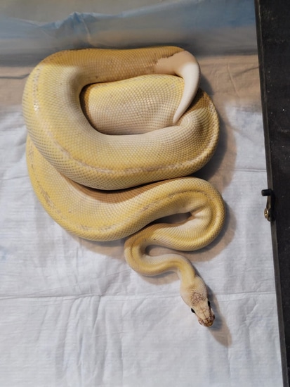 Champagne Mojave Cinnamon Ball Python by Sugar Hill Ball Pythons