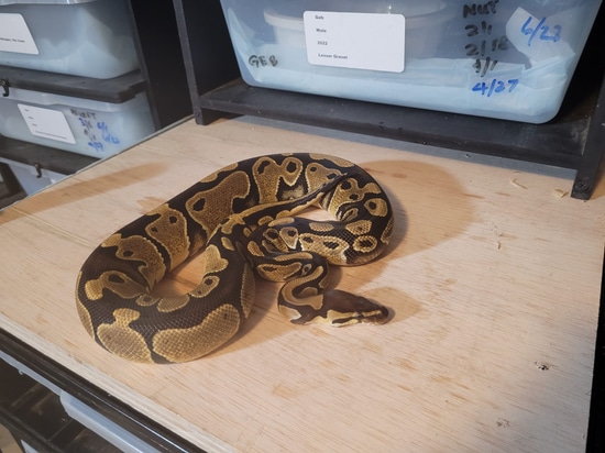 Het Genetic Stripe Het Clown - Ready To Breed! Ball Python by Sugar Hill Ball Pythons