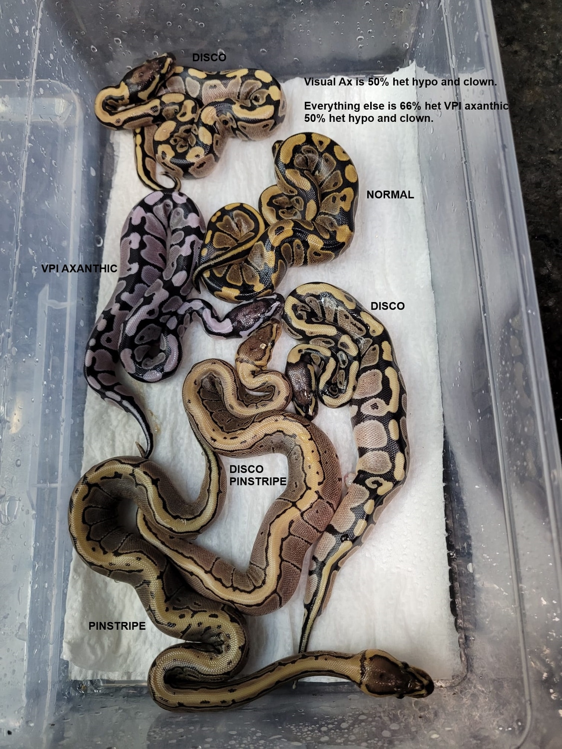 Ball Python Clutch: 2024-04 by Sugar Hill Ball Pythons - MorphMarket