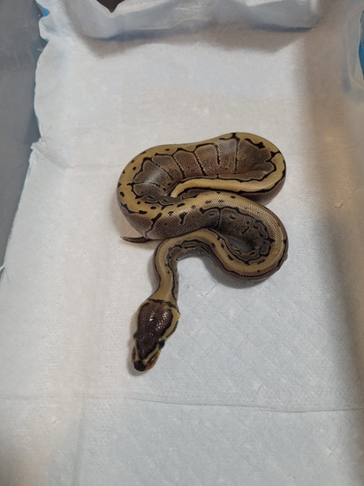 Pinstripe 50% Het Clown 50% Het Hypo 66% Het Axanthic (VPI) Ball Python ...