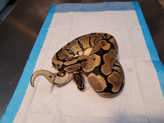 Ready To Breed Het Holy Grail Yellow Belly Male **FREE SHIPPING* Ball ...
