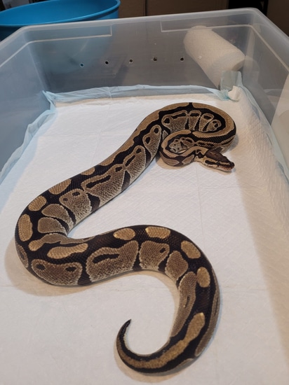 Normal 100% Het Lavender Albino 100% (RGI) Het Clown (Het Grail) Ball Python by Sugar Hill Ball ...