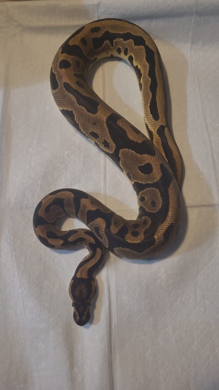 Leopard Het Piebald Het Axanthic (VPI) Ball Python by Sugar Hill Ball ...