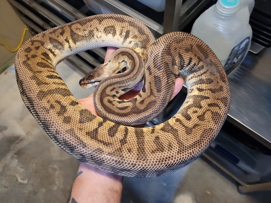 Leopard Lesser Super Pastel ** PROVEN BREEDER** Ball Python by Sugar Hill Ball Pythons