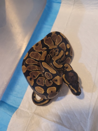 Normal 50% Het Clown 50% Het Hypo 66% Het Axanthic (VPI) Ball Python by ...