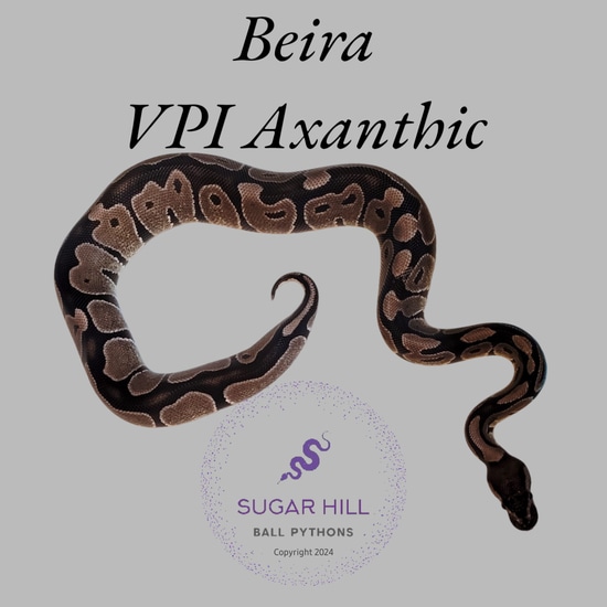 VPI Axanthic **FREE SHIPPING ** Ball Python by Sugar Hill Ball Pythons