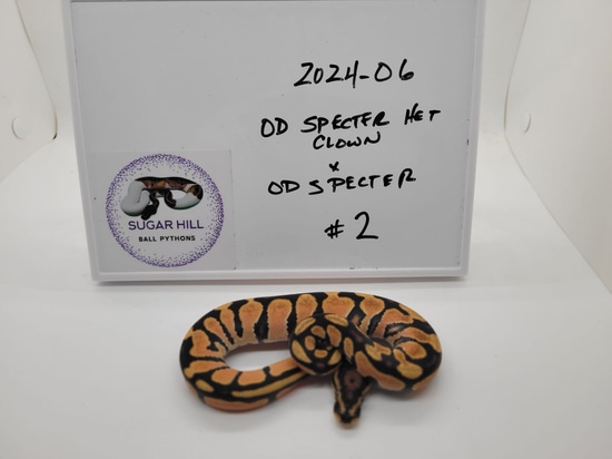 Super Orange Dream Ball Python by Sugar Hill Ball Pythons