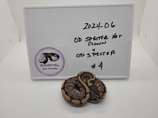 Orange Dream Specter 50% Het Clown Ball Python by Sugar Hill Ball Pythons