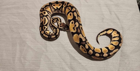 Male Firefly Het Clown **Free Shipping** Ball Python by Sugar Hill Ball ...