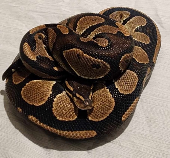 Fire Blackhead Het Piebald **PROVEN BREEDER** Ball Python by Sugar Hill ...