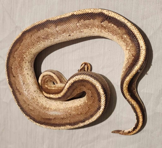 Super Stripe ** Proven Breeder ** Ball Python by Sugar Hill Ball Pythons