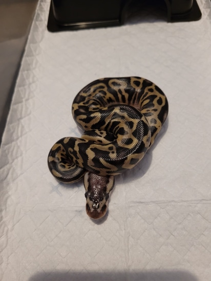 Leopard Pastel Het Axanthic (VPI) Het Clown * FREE SHIPPING ** Ball ...