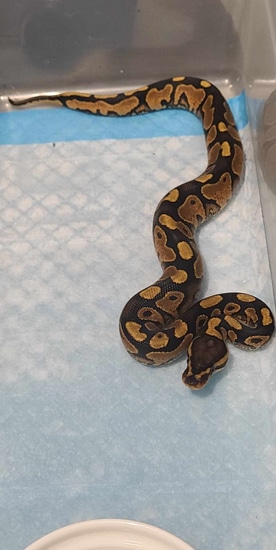 Orange Dream Yellow Belly Fire 100% Het Clown ** Free Shipping ** Ball ...