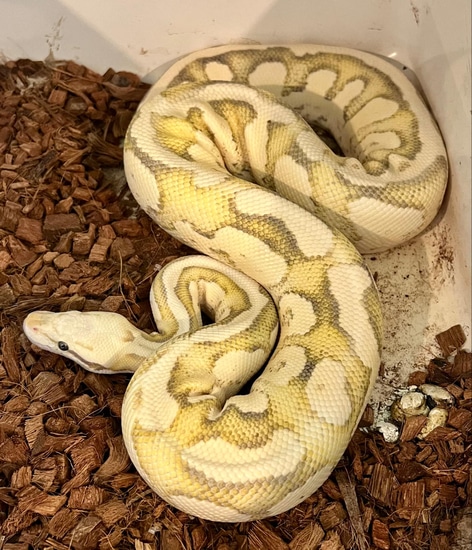 Vanilla Scream Ball Python by Sugar Hill Ball Pythons