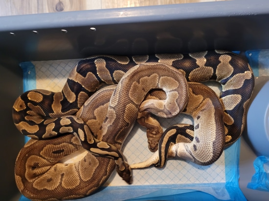 Fire Clown Proven Breeder Ball Python by Sugar Hill Ball Pythons