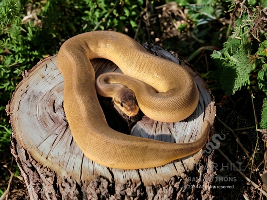 Pewter Genetic Stripe RGI Proven Het Piebald Ball Python by Sugar Hill ...