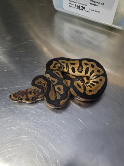 Leopard Clown Ball Python by Sugar Hill Ball Pythons