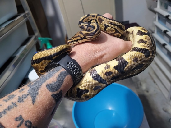 Leopard Spotnose Het Desert Ghost ** SHIPPING INCLUDED ** Ball Python ...