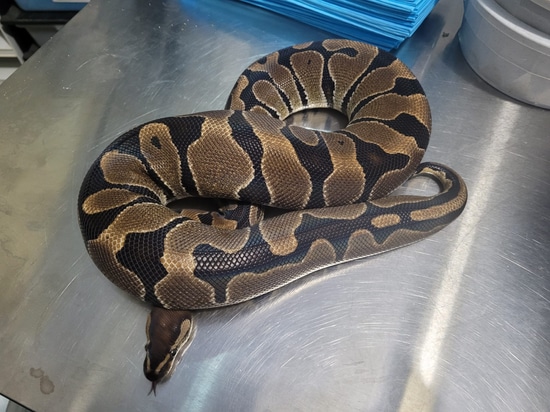 Enchi 100% Het Albino Adult Female *READY TO BREED* Ball Python by Sugar Hill Ball Pythons