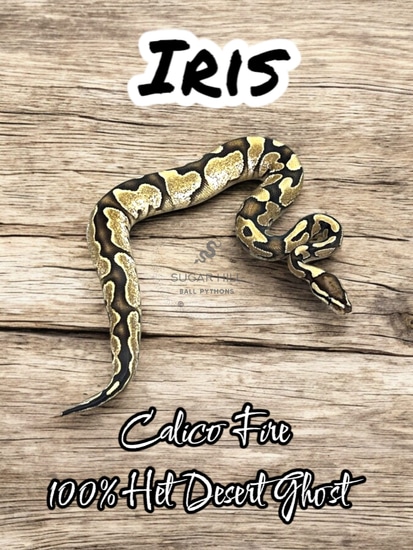 Fire Calico 100% Het Desert Ghost Ball Python by Sugar Hill Ball Pythons