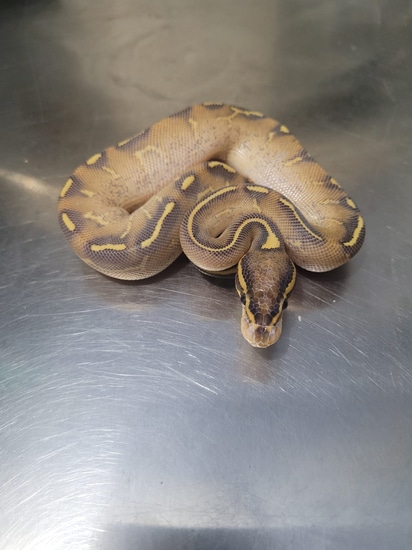 Highway ** Free Shipping* Ball Python by Sugar Hill Ball Pythons