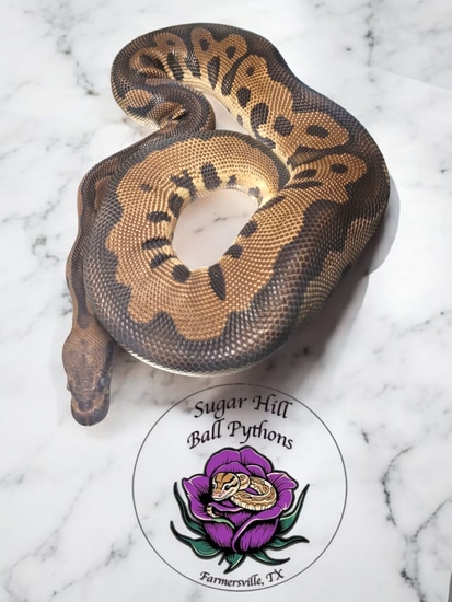 Leopard Clown Het Pied *RTB* *FREE SHIPPING* Ball Python by Sugar Hill Ball Pythons