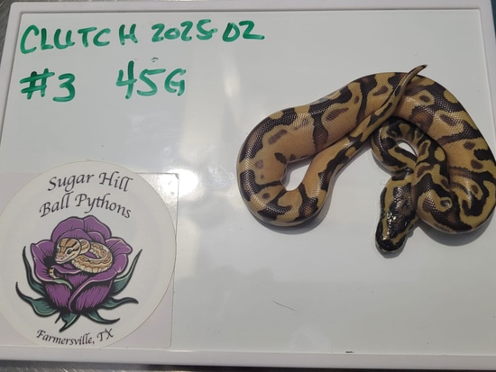 Odyb Super Enchi Ball Python by Sugar Hill Ball Pythons