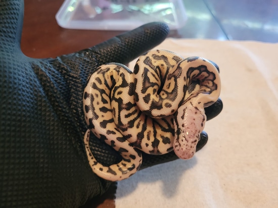 Firefly Red Stripe Spotnose Het Clown Ball Python by Sugar Hill Ball ...