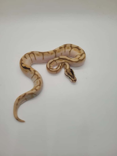 Stinging Orange Dream Queen Bee Ball Python by Sugar Hill Ball Pythons