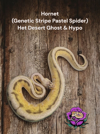 Double Het DG & Hypo GENETIC STRIPE PASTEL SPIDER Ball Python by Sugar ...