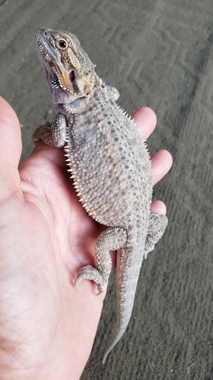 Hypo Dunner Het Zero Central Bearded Dragon by Marlo's Bearded Dragon ...