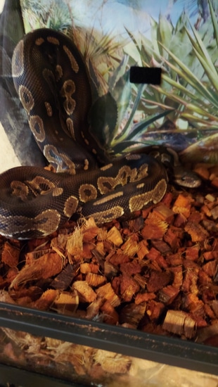 Black Head Cinnamon Ball Python by Summer Moon Morphs